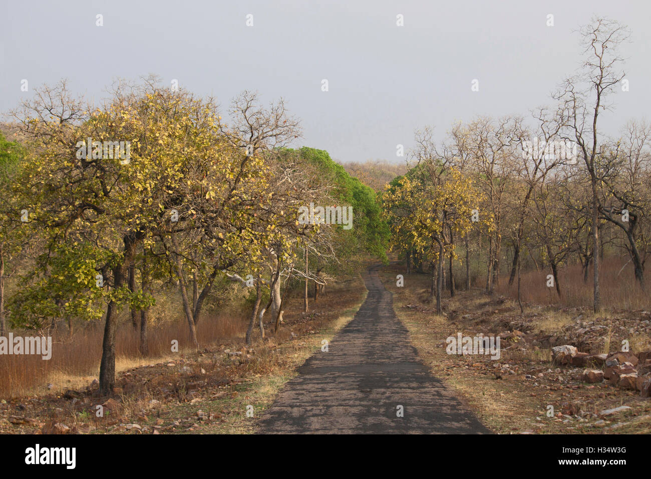 Safari road in Tadoba Tiger Reserve, Maharashtra, India Stock Photo - Alamy