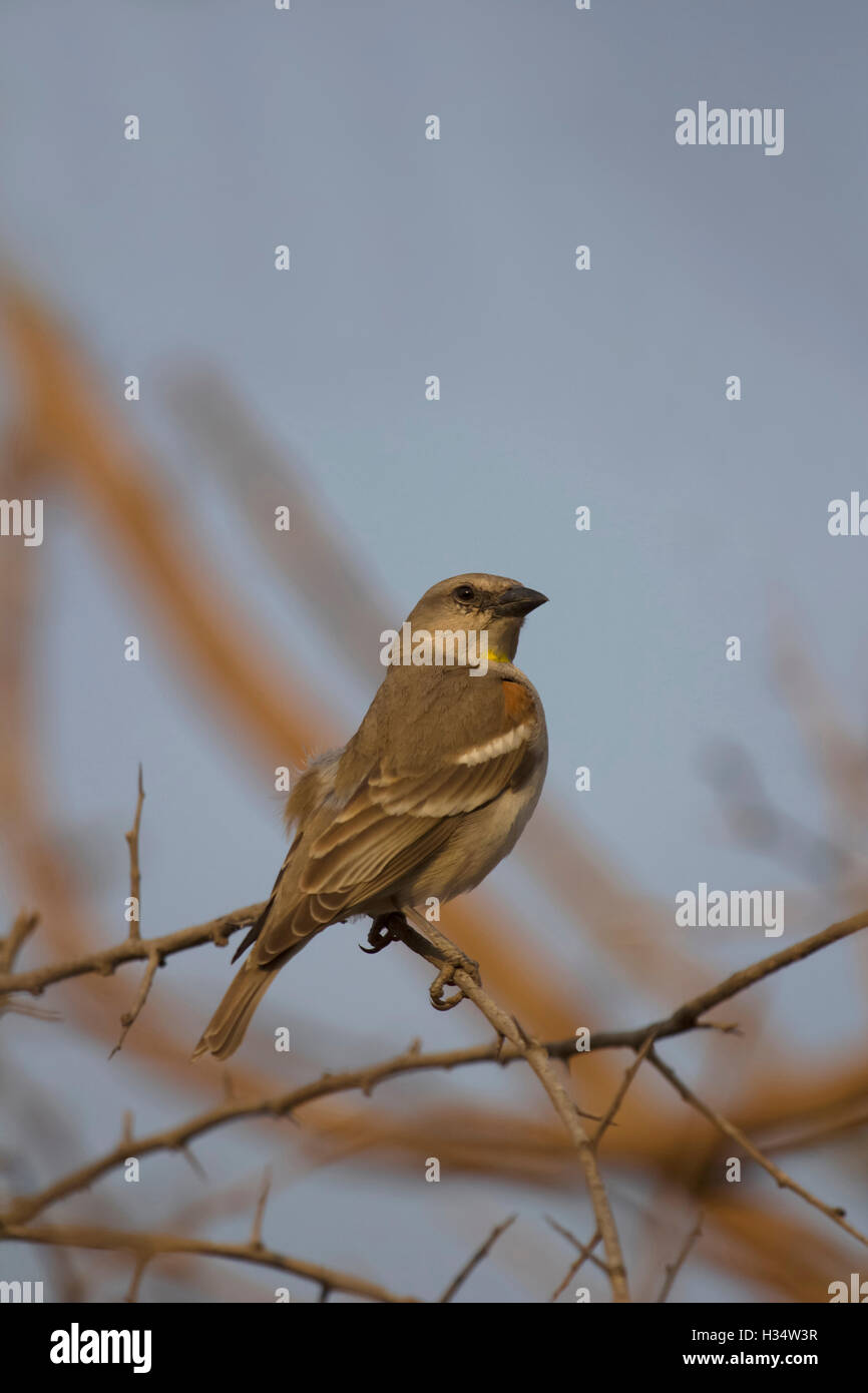 Chestnut Shouldered Petronia, Petronia xanthocollis Ranthambhore, Tiger ...