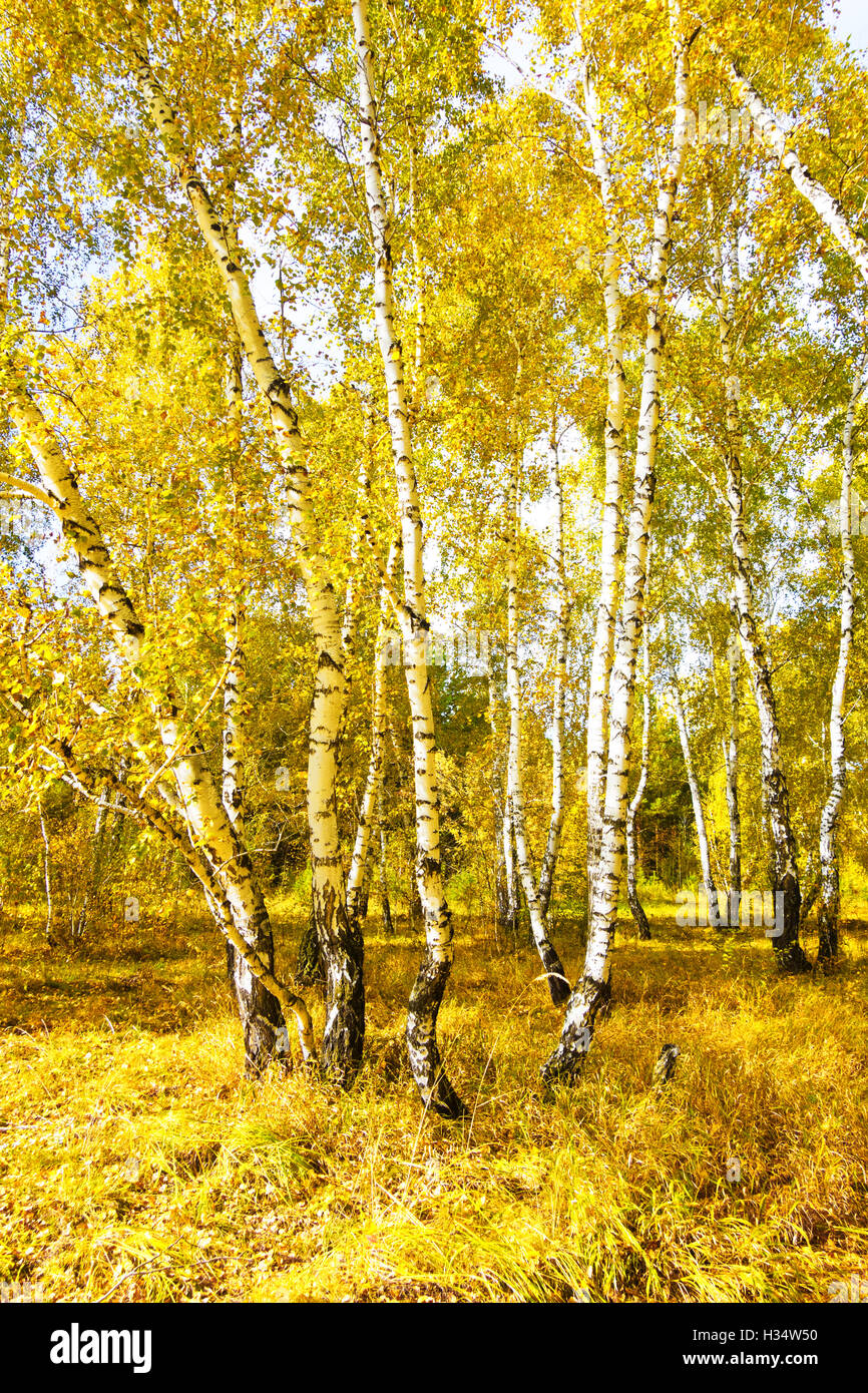 autumn birch forest Stock Photo - Alamy