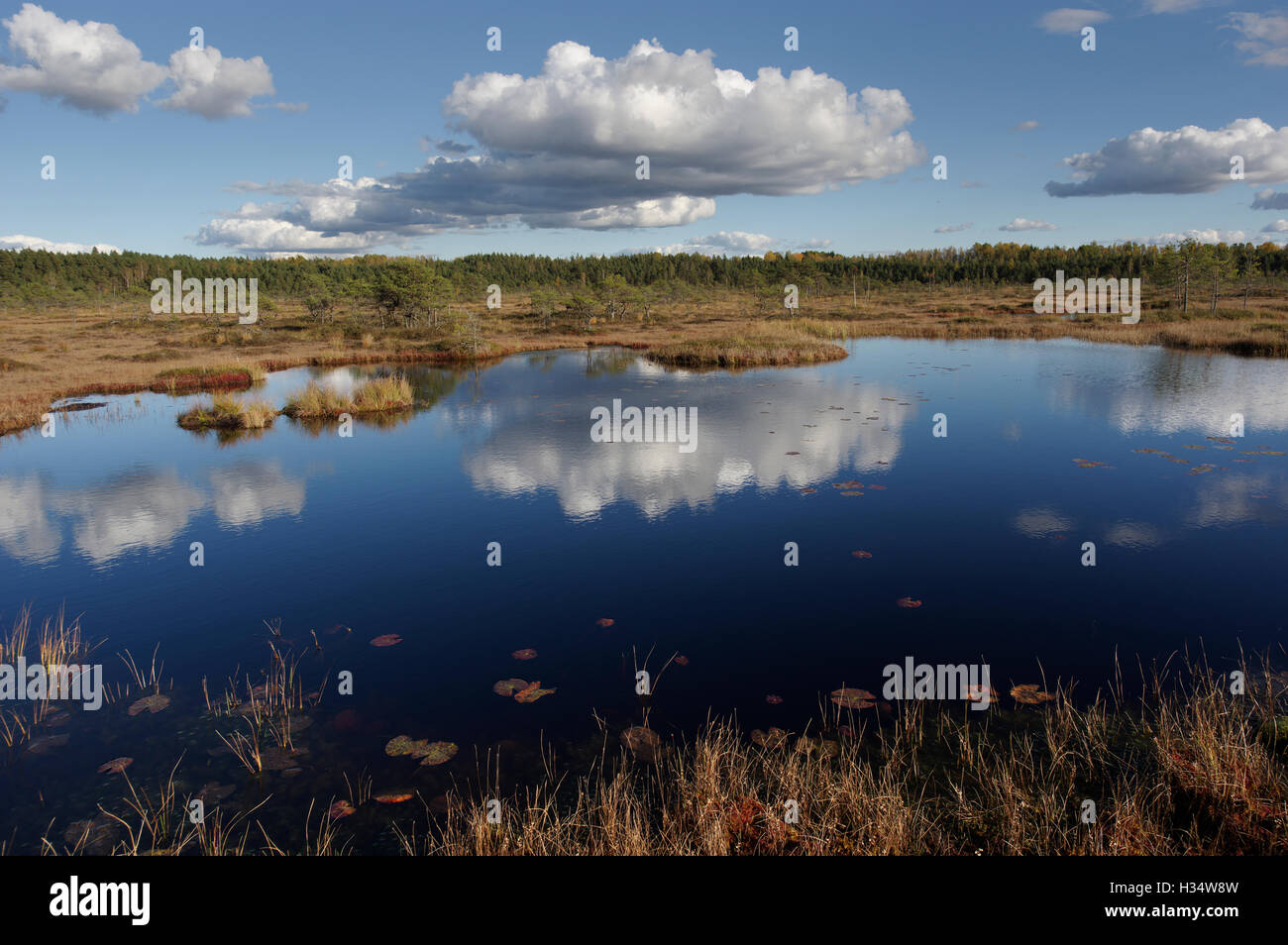 Soomaa National Park. Riisa Bog, Pärnu County, Estonia, Europe Stock ...