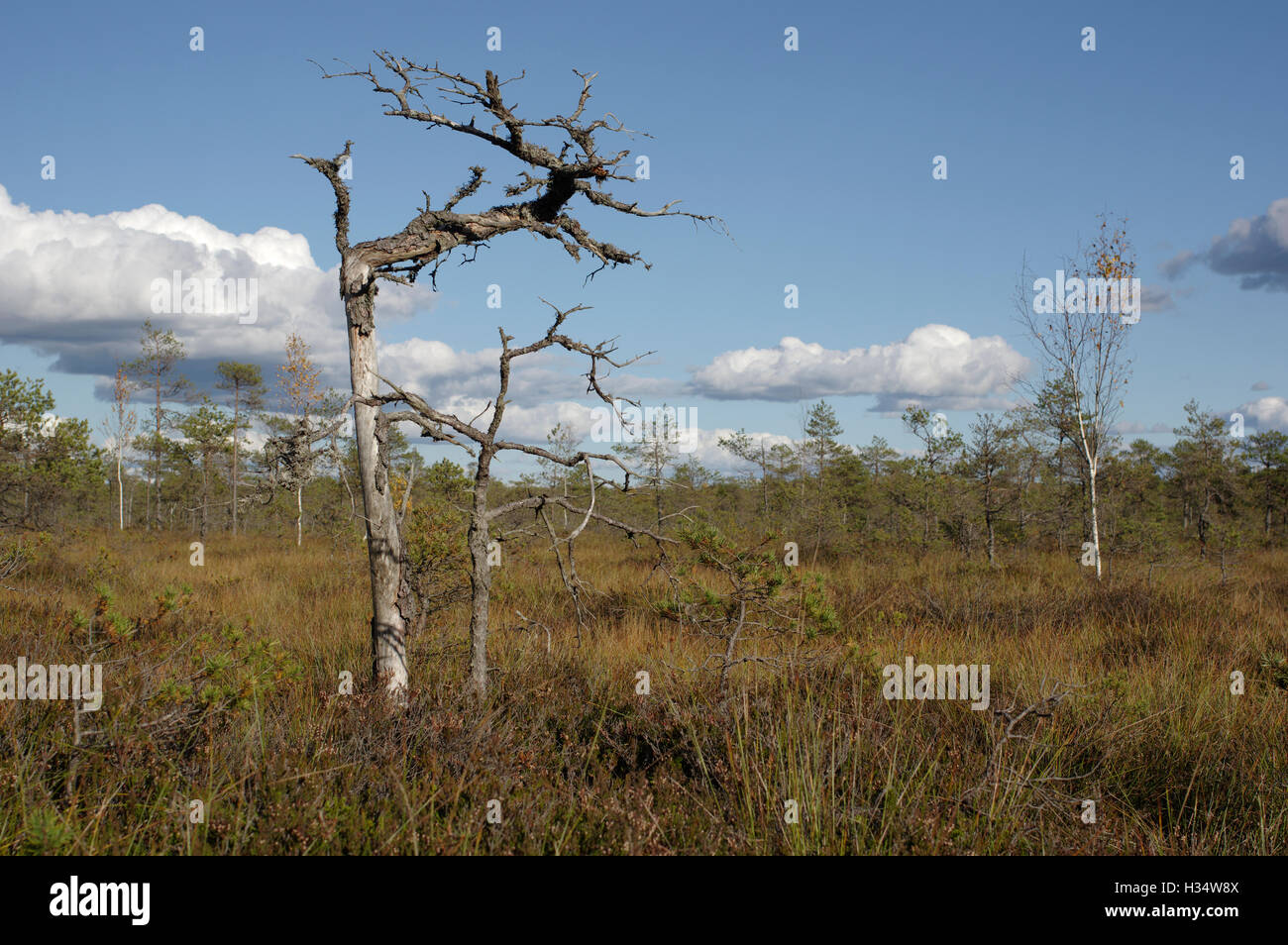 Soomaa National Park. Riisa Bog, Pärnu County, Estonia, Europe Stock ...