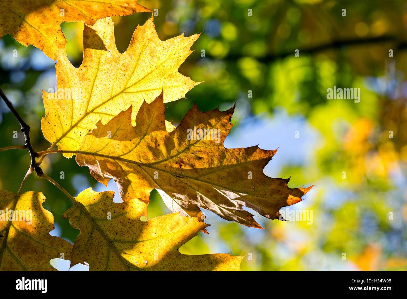 golden maple leaves on tree branch in autumn on sky background closeup ...