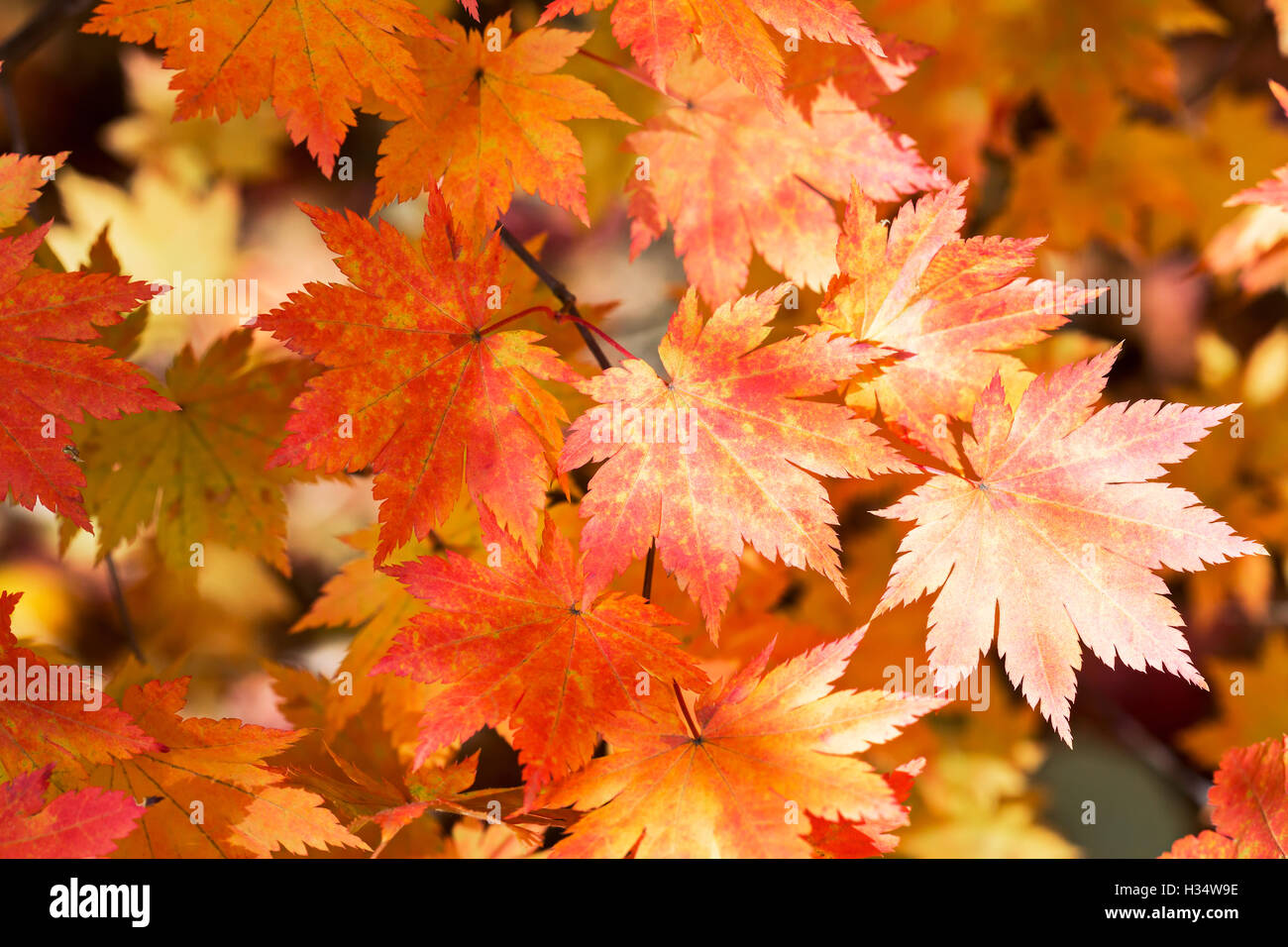 yellow and orange autumn maple foliage on branch during fall season ...