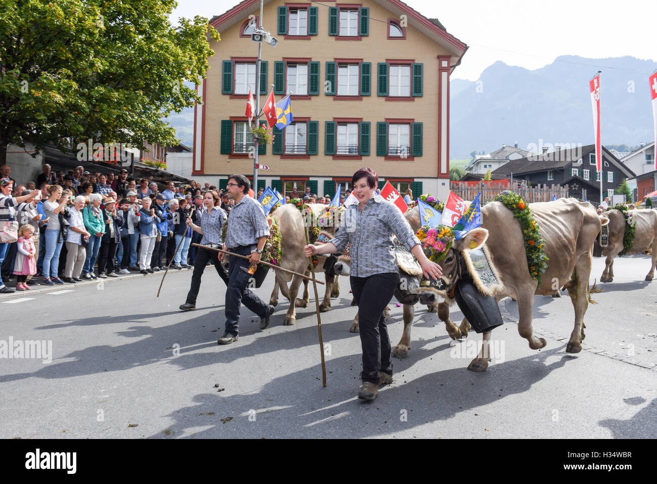 Switzerland cows transhumance hi-res stock photography and images - Alamy