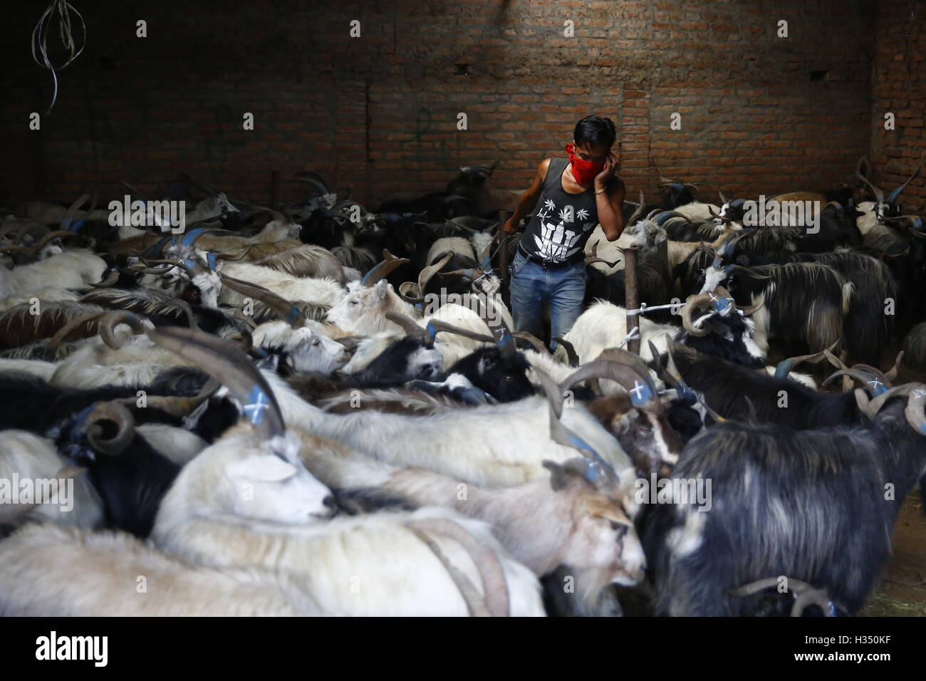 October 4, 2016 - Kathmandu, Nepal - A man drags a goat for vending ...
