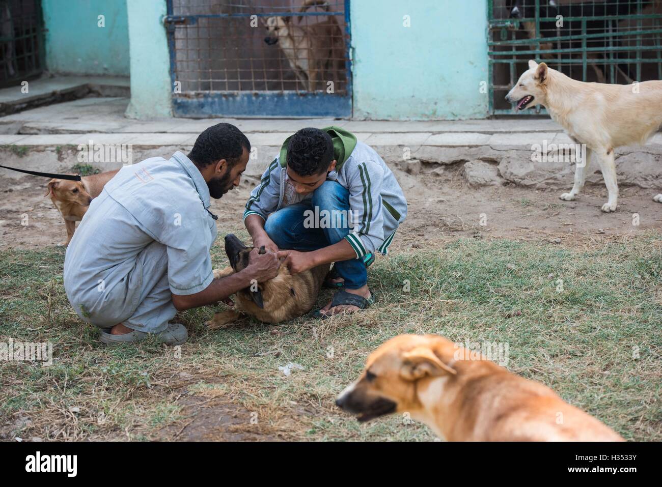 Cairo, Egypt. 2nd Oct, 2016. Workers take care of dogs at the HOPE ...