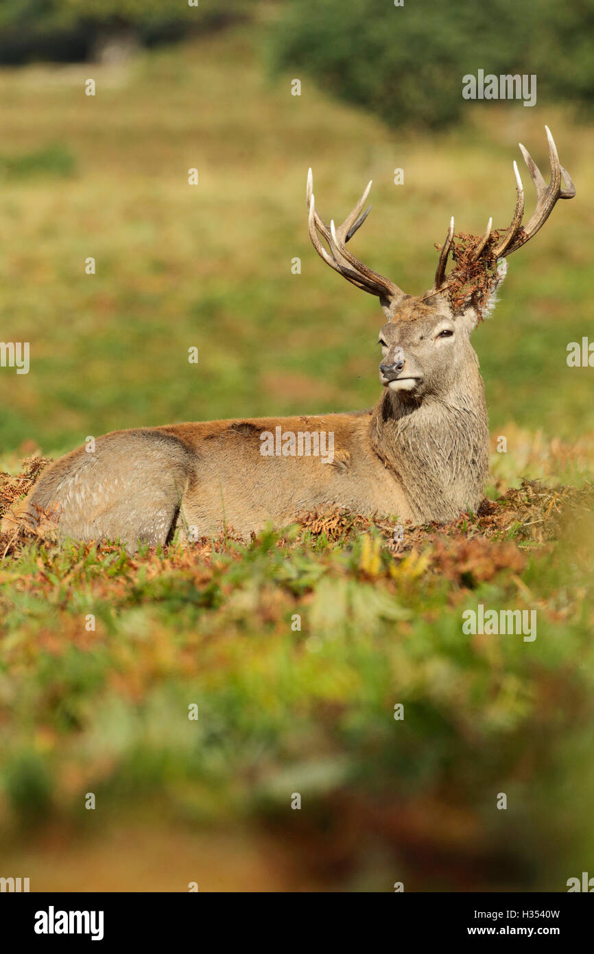 Red deer stage hi-res stock photography and images - Alamy