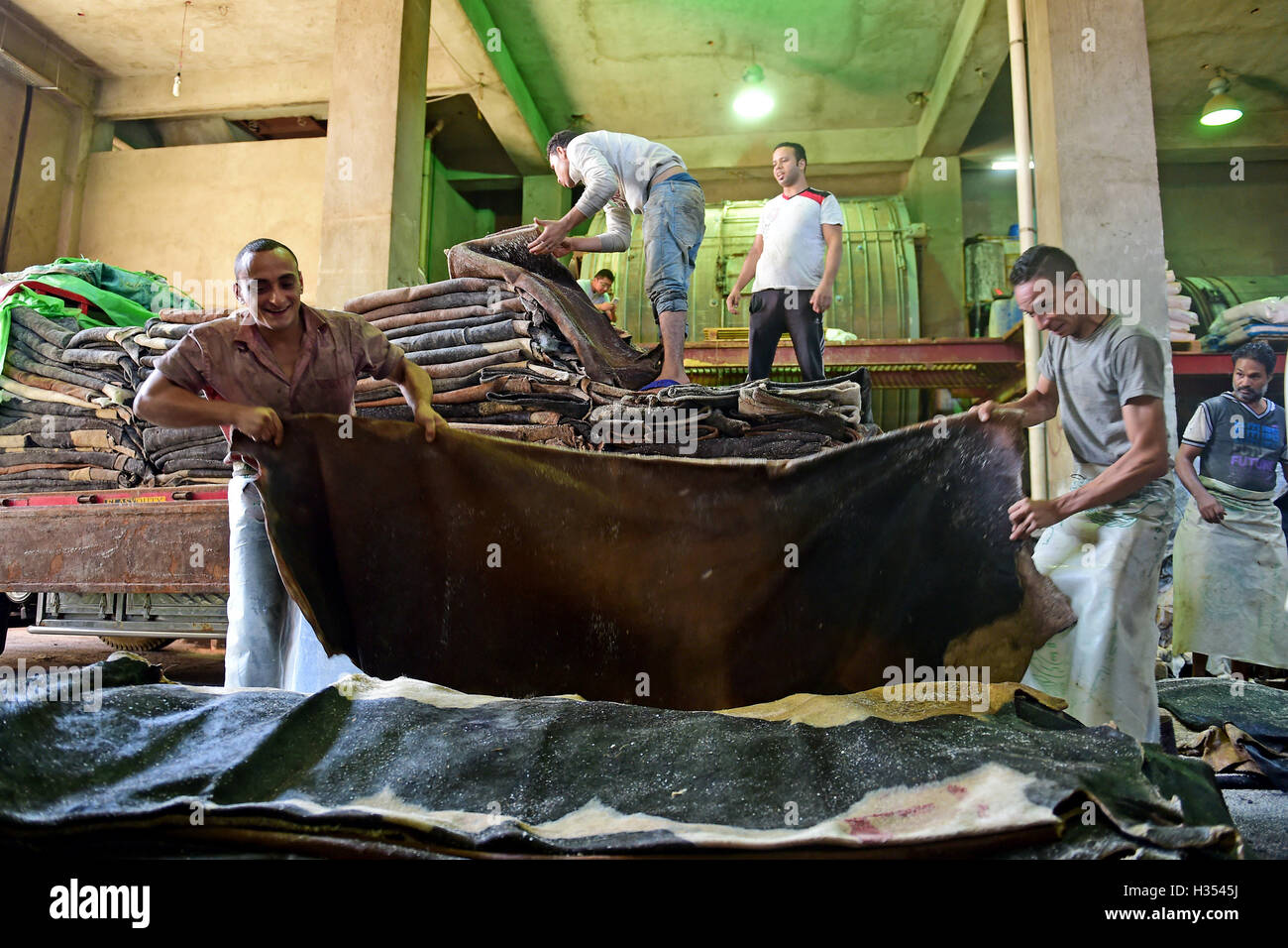 Cairo. 1st Oct, 2016. Egyptian tanners sort the hides of animals before ...