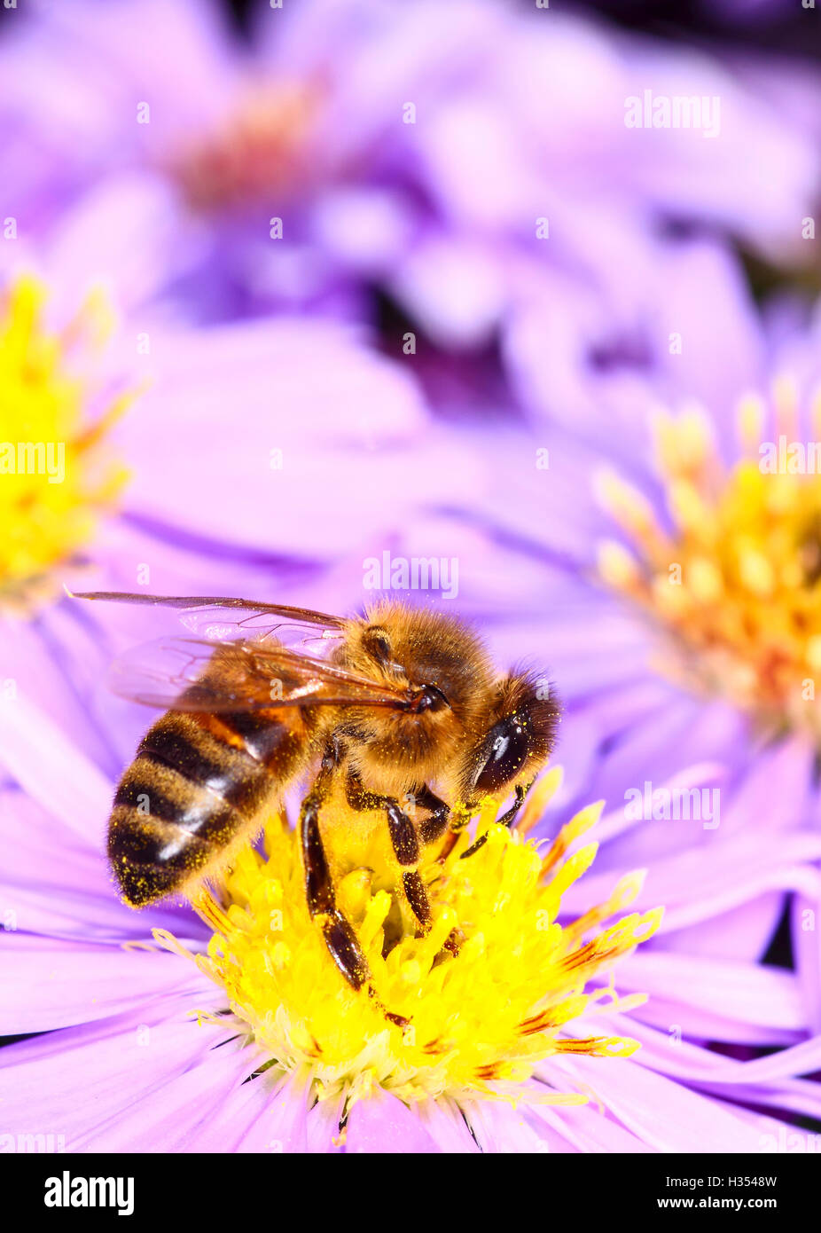 Attracting pollinating insect hi-res stock photography and images - Alamy