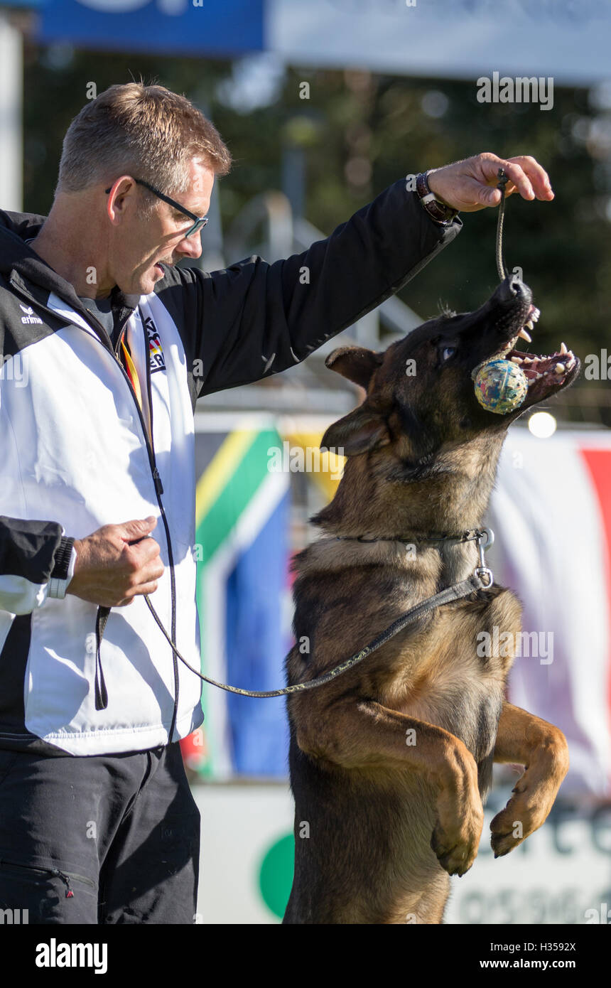 Meppen, Germany. 05th Oct, 2016. German dog handler Peter Rohde trains ...