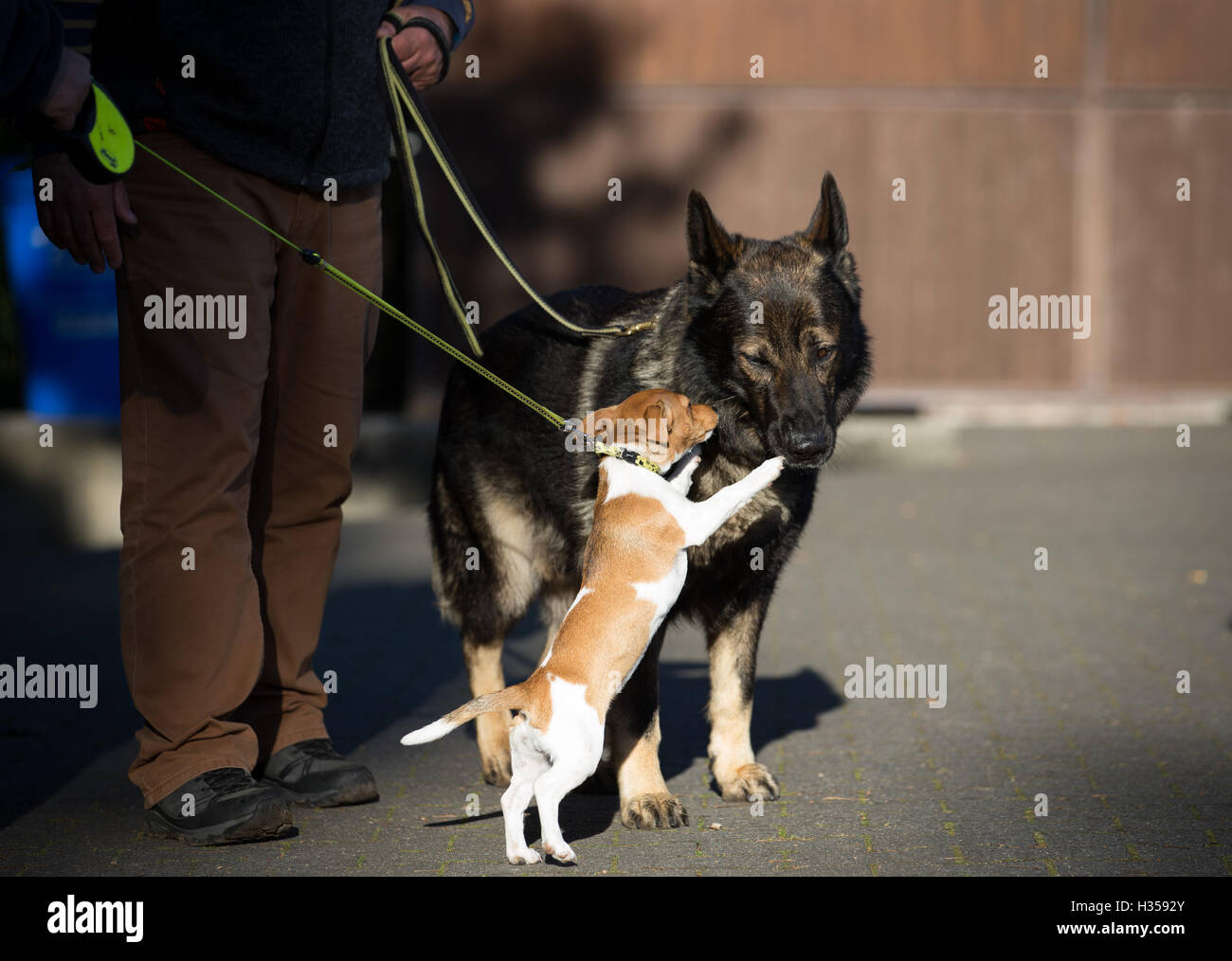 Venus Small Female German Shepherd X Jack Russell