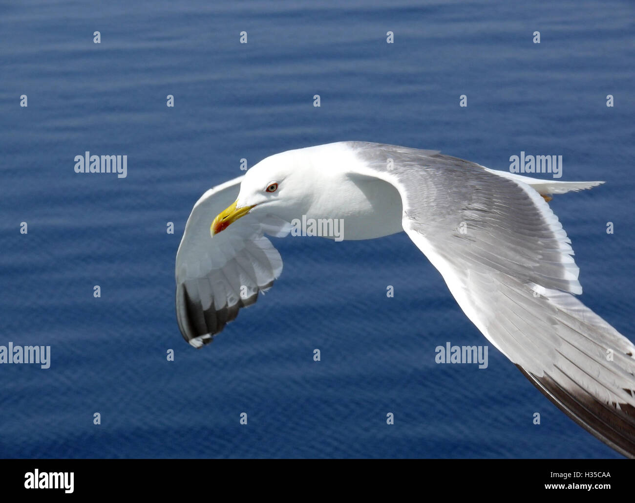 Seagull soaring over the blue ocean surface Stock Photo - Alamy