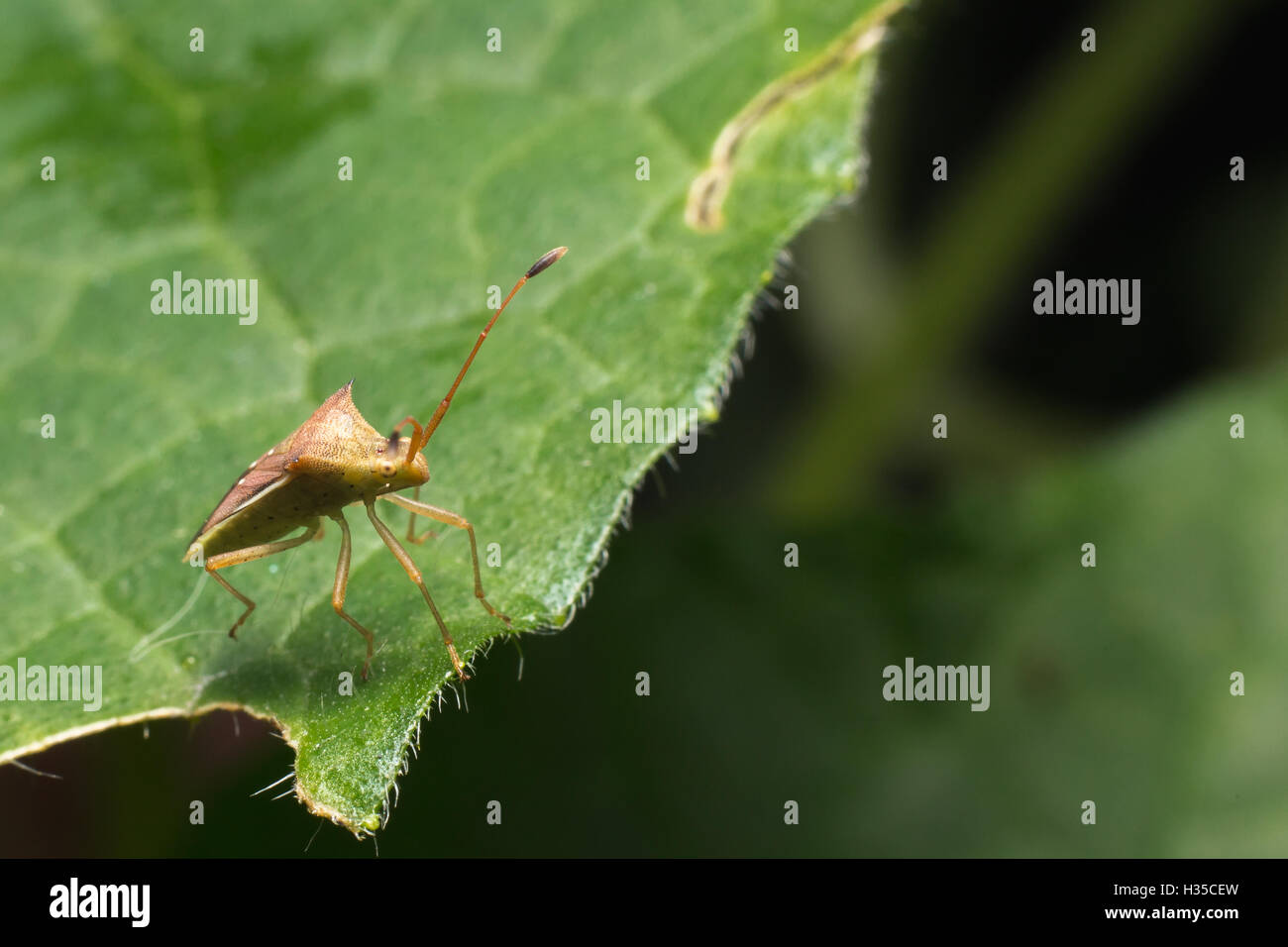 Nature image showing details of insect life: closeup / macro of a ...