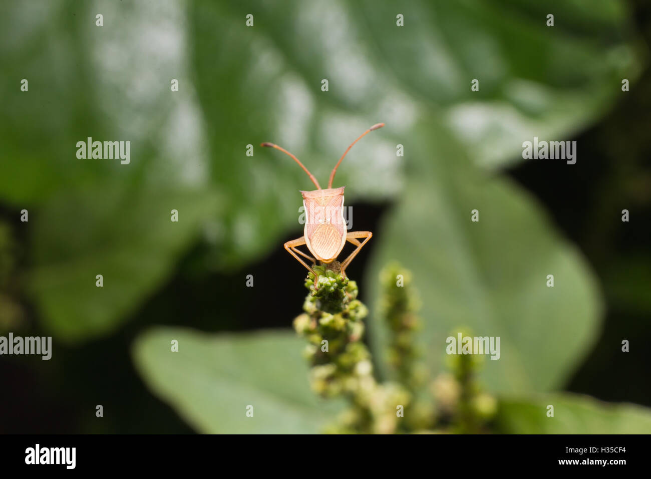 Hemiptera hi-res stock photography and images - Alamy