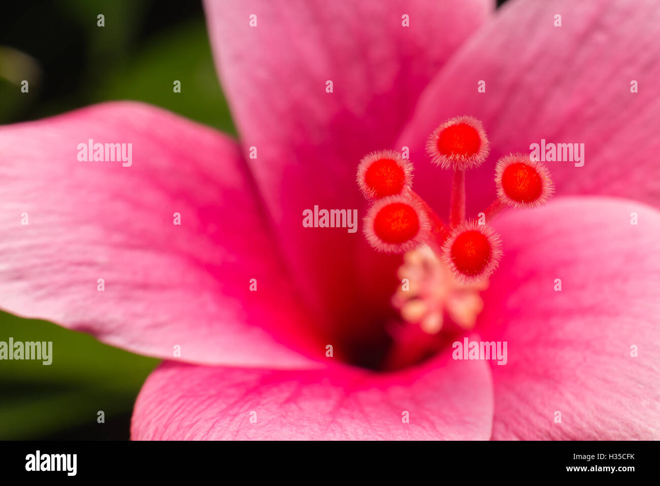 Marco photos pollen of flowering hibiscus pink.(Hibiscus rosa-sinensis ...