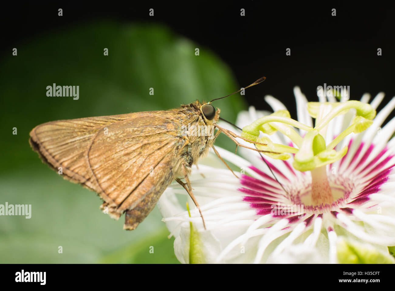 Skippers butterfly hesperiidae hi-res stock photography and images - Alamy