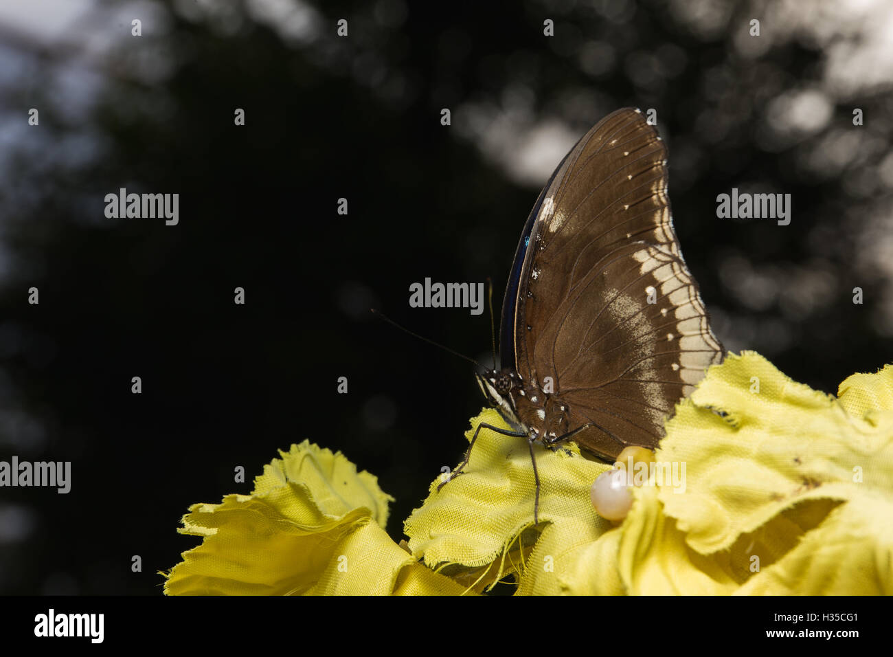 Beautiful butterfly (common mime ;chilasa clytia ) in nature Stock ...