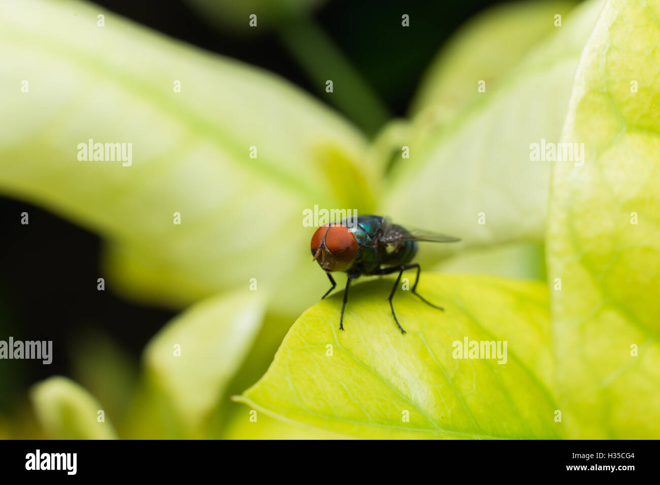 Calliphoridae hi-res stock photography and images - Alamy