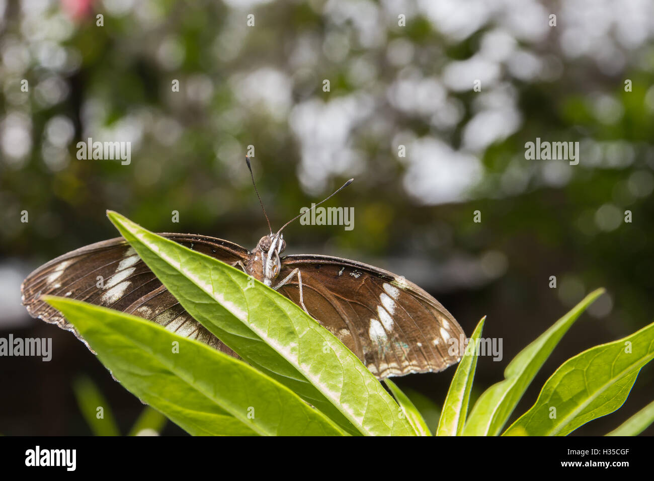 Beautiful butterfly (common mime ;chilasa clytia ) in nature Stock ...