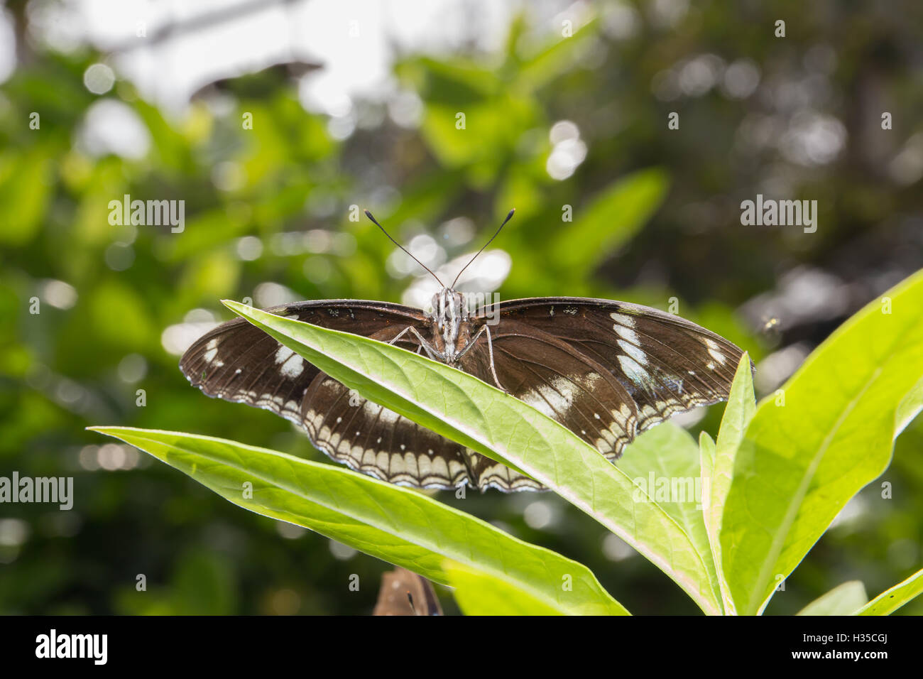 Beautiful butterfly (common mime ;chilasa clytia ) in nature Stock ...