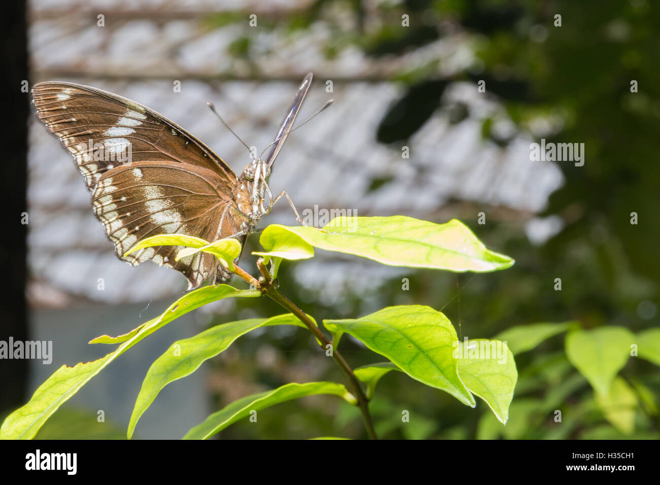Beautiful butterfly (common mime ;chilasa clytia ) in nature Stock ...