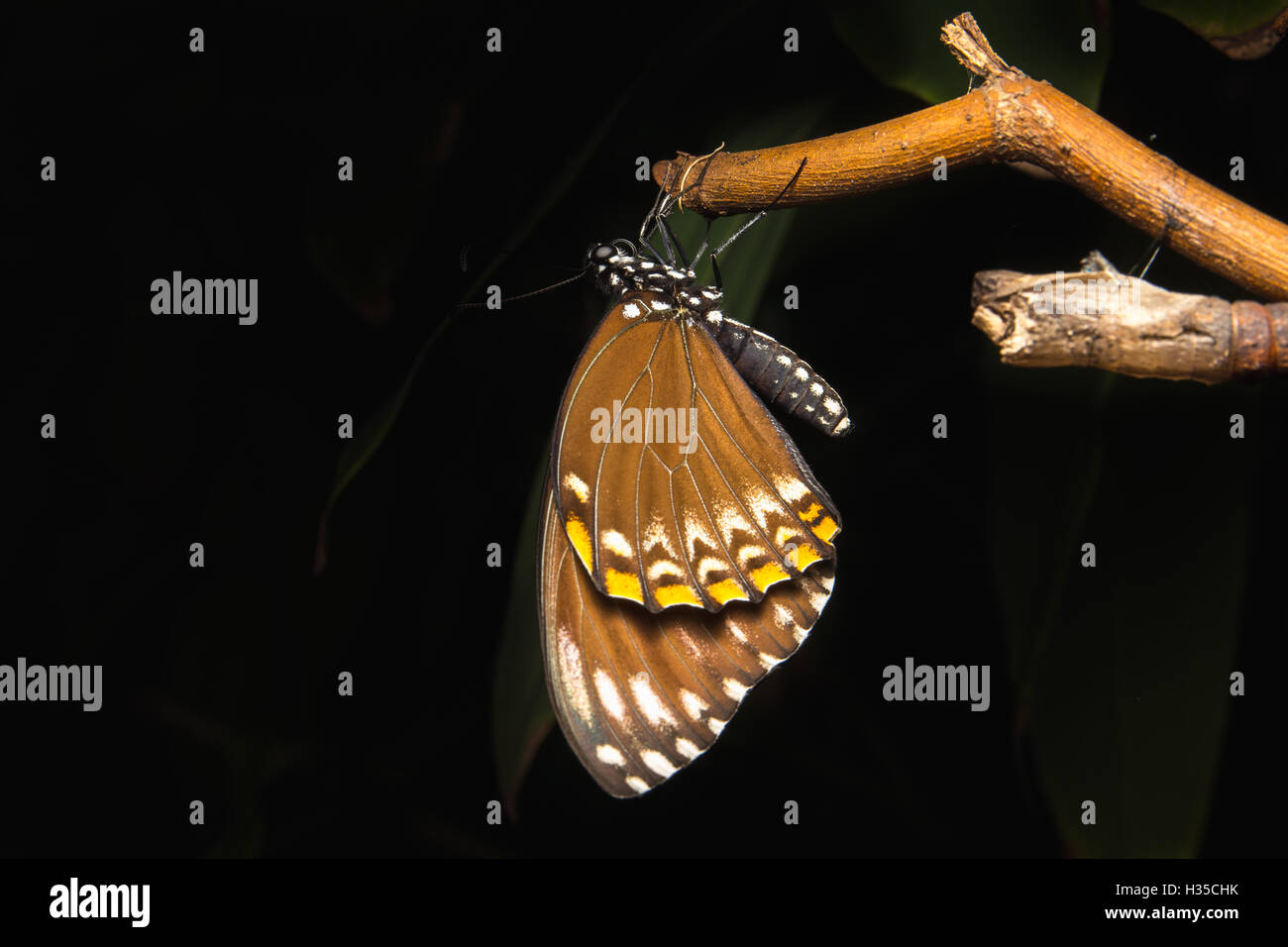 Common crow butterfly hi-res stock photography and images - Alamy