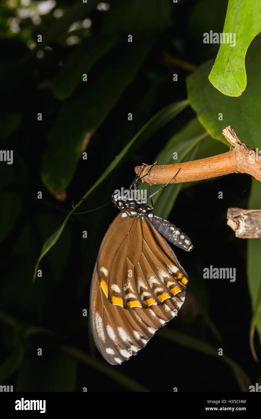 Australian crow butterfly hi-res stock photography and images - Alamy