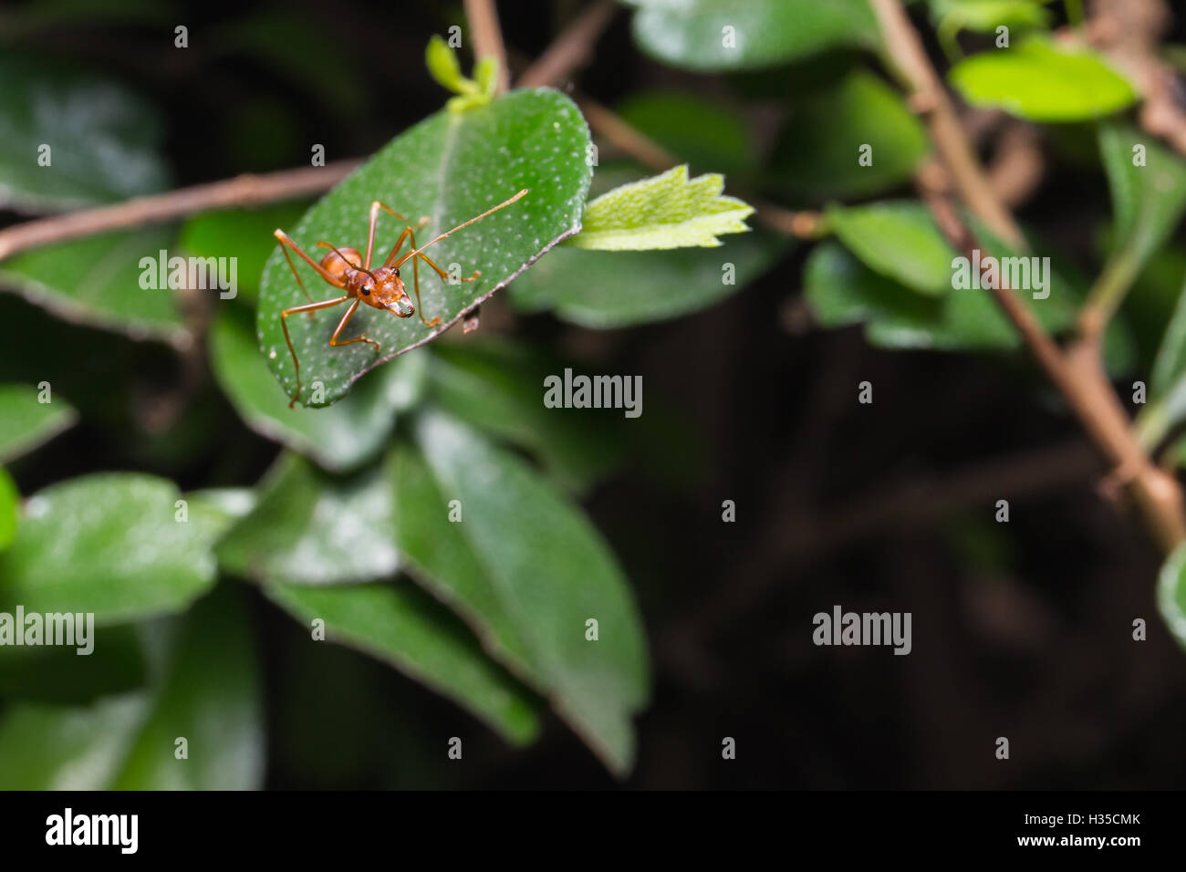 red ant on leaf background Stock Photo - Alamy