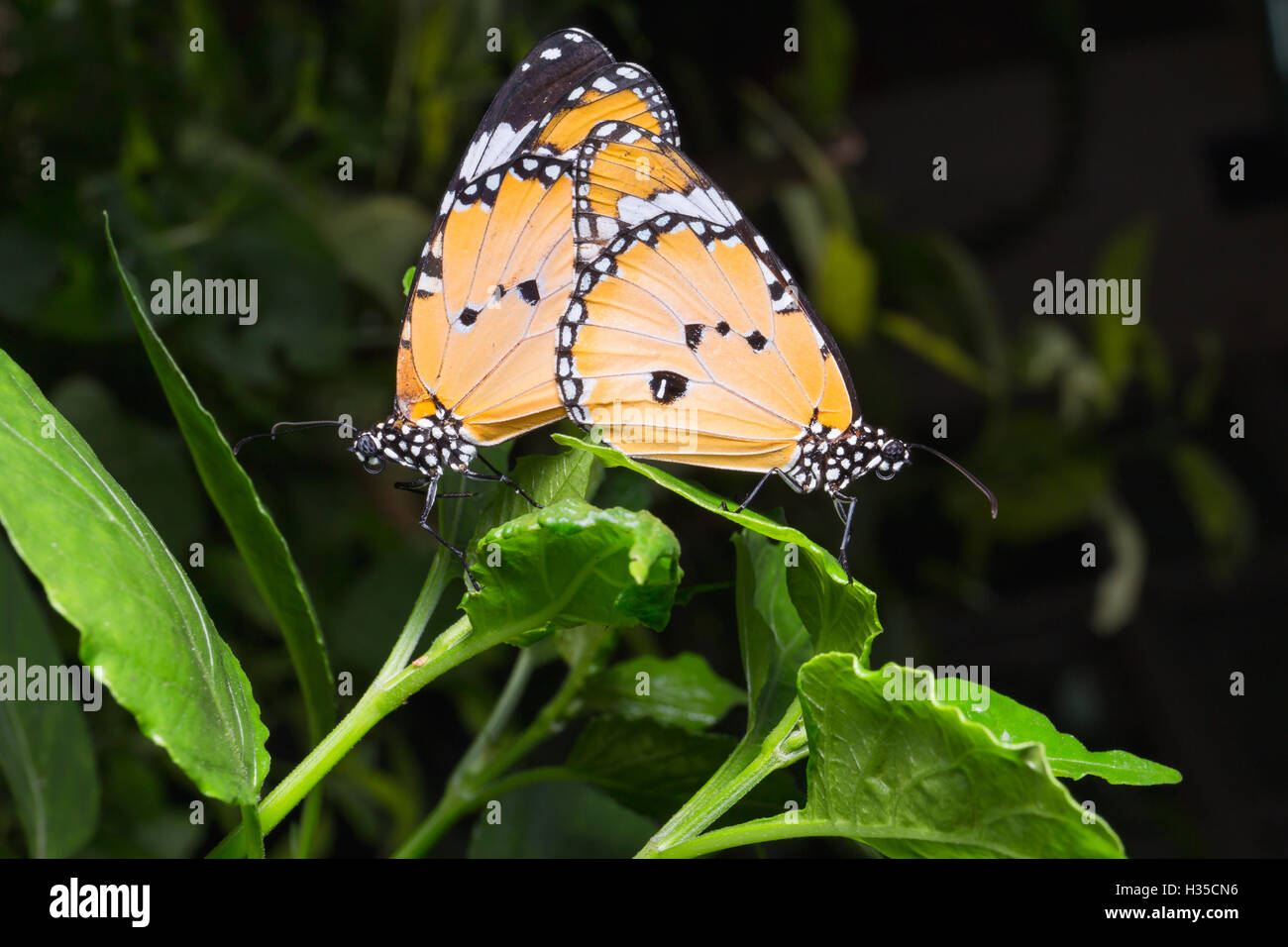 Tiger wing butterfly hi-res stock photography and images - Alamy