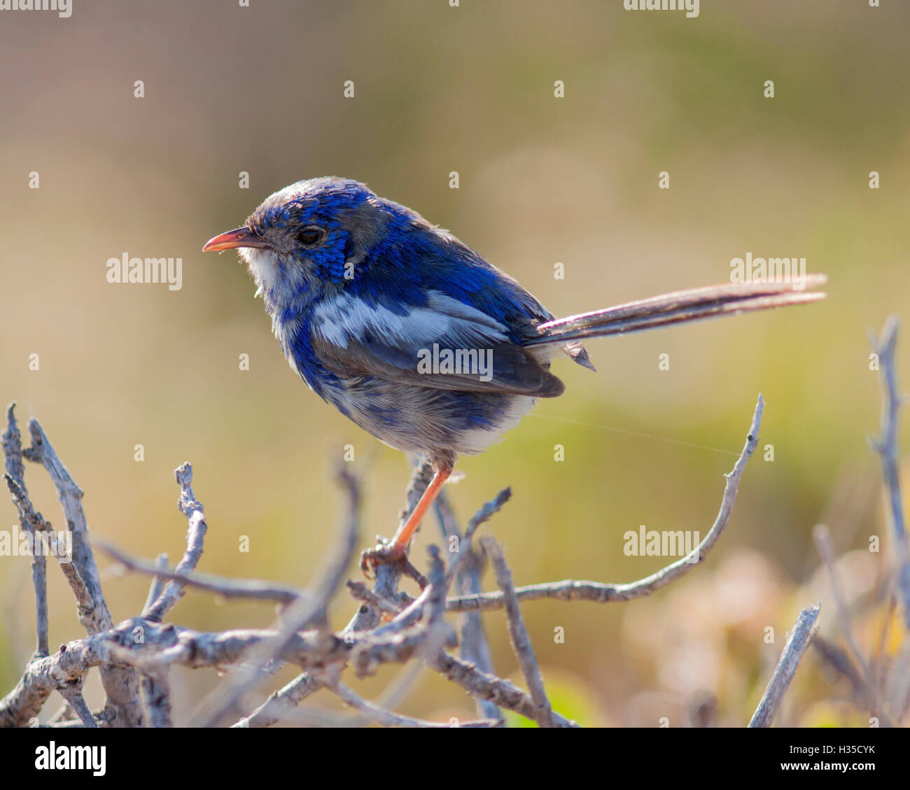 Splendid Fairy-wren (Malurus splendens) - juvenile / moulting male ...