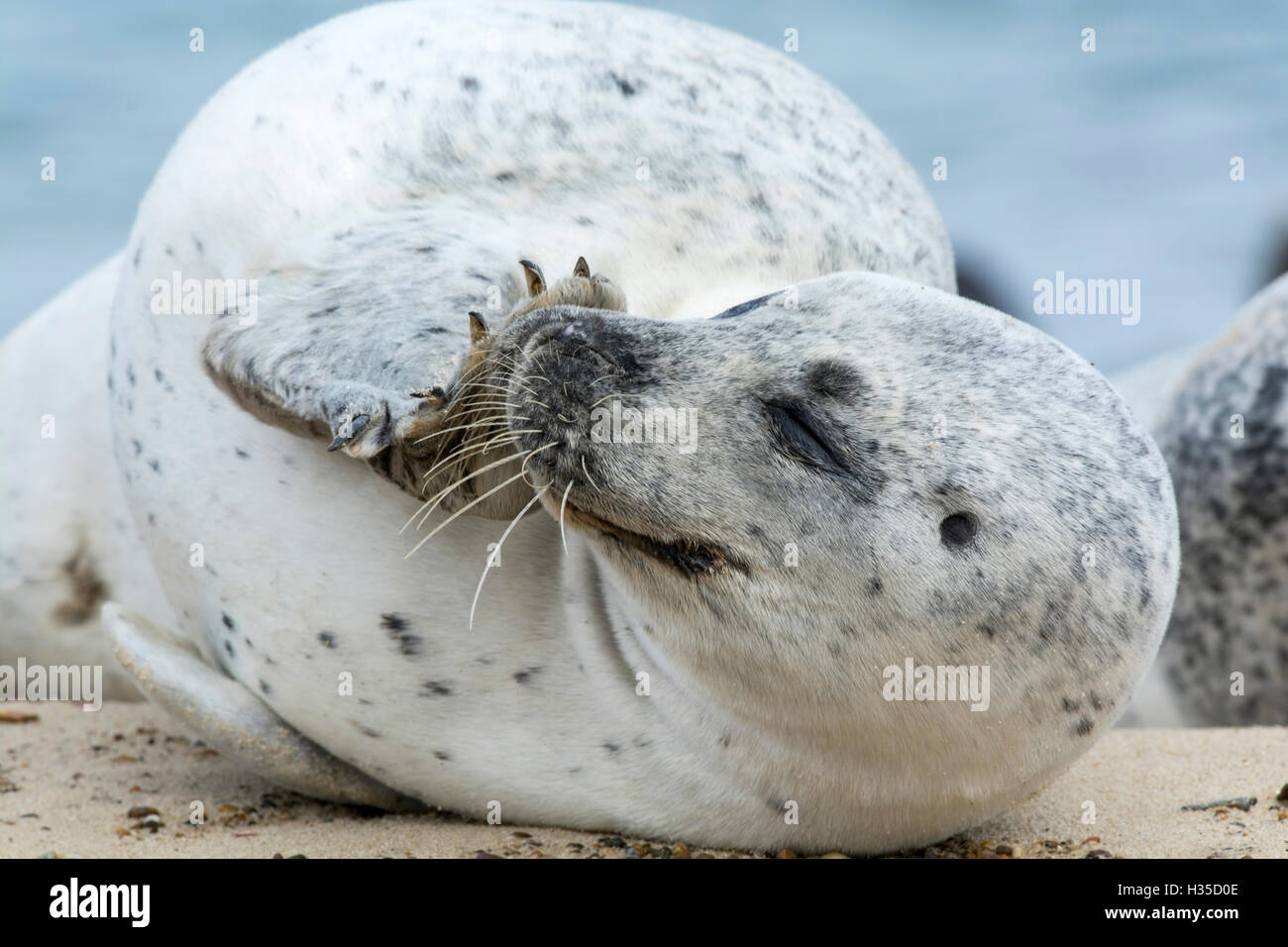 Animal scratching hi-res stock photography and images - Alamy