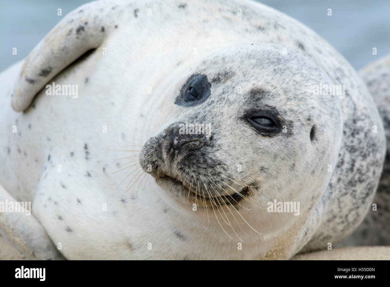 Common seal head hi-res stock photography and images - Alamy