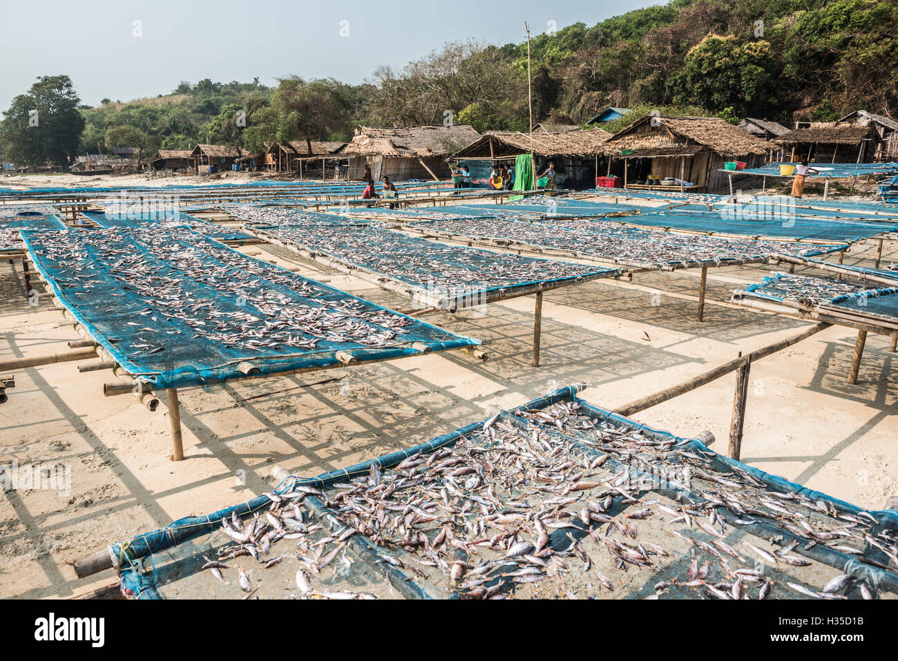 Fish drying in the fishing village at Tizit Beach, Dawei Peninsula ...