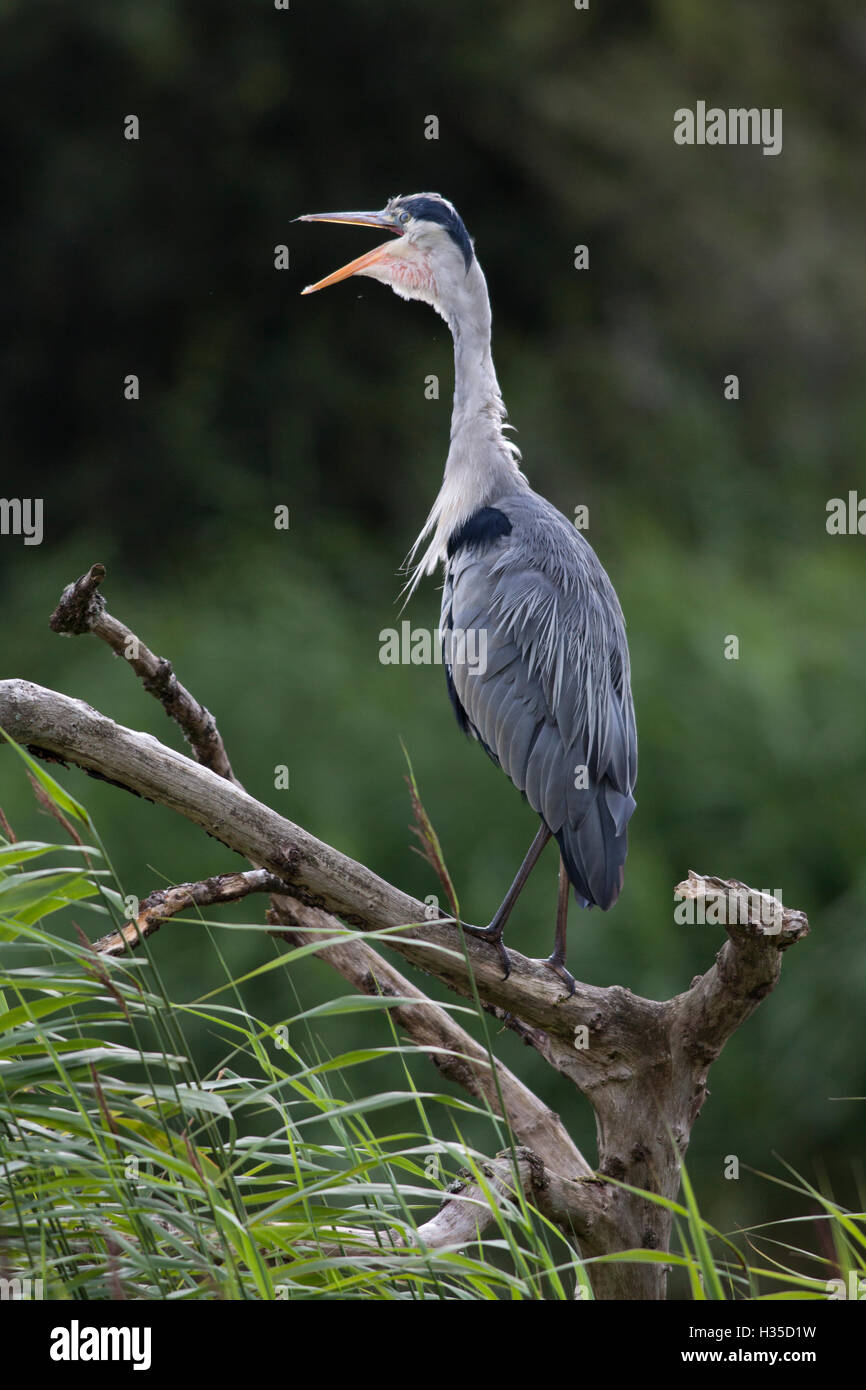 Wide bird image hi-res stock photography and images - Alamy