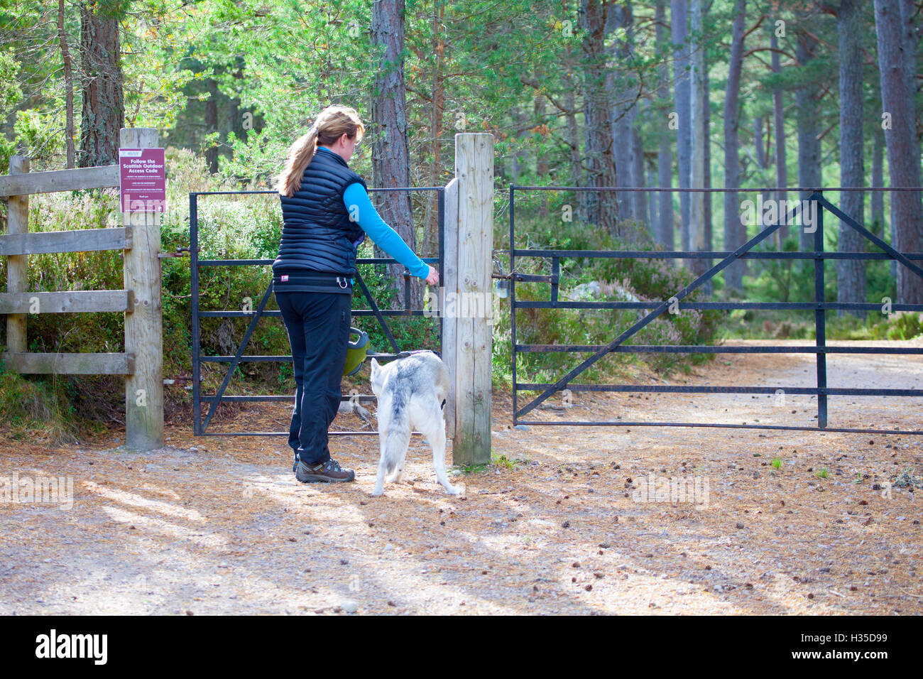 Female walker opening a gate during a walk around Loch an Eilein and ...