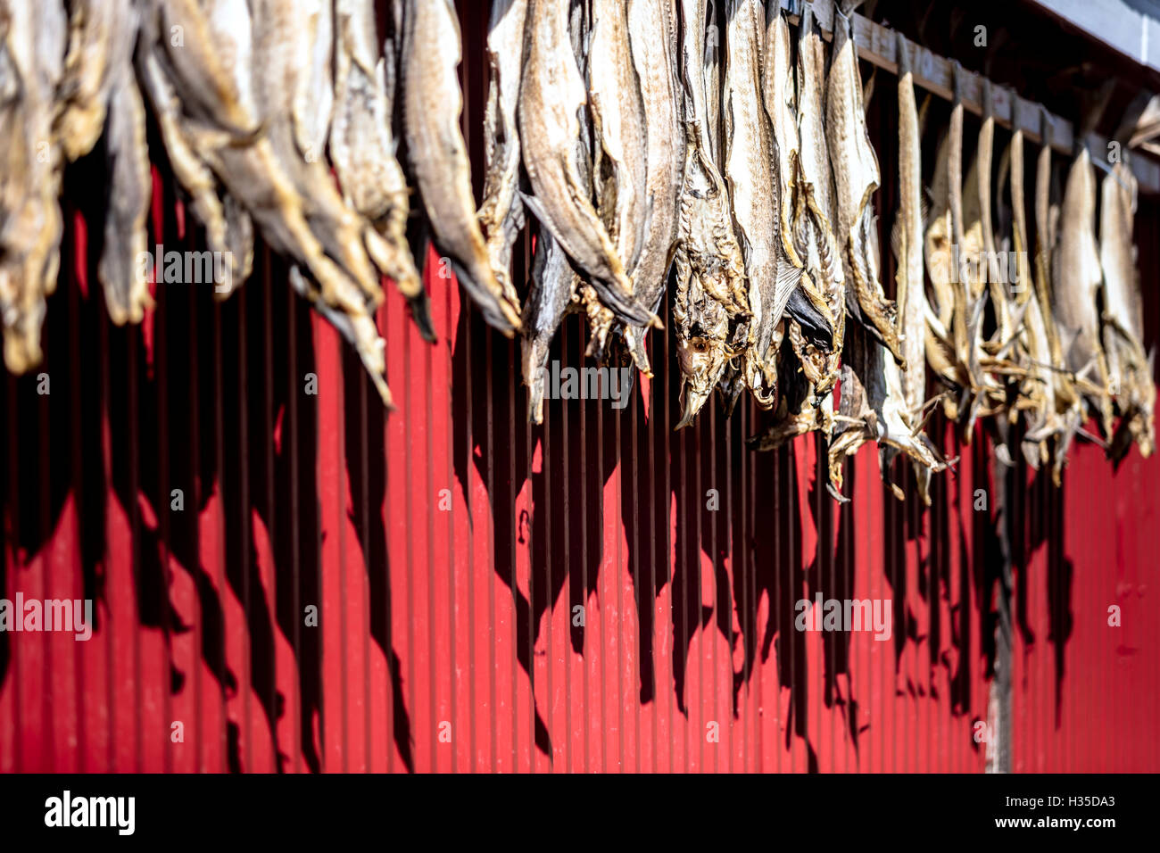 Stockfish hi-res stock photography and images - Alamy