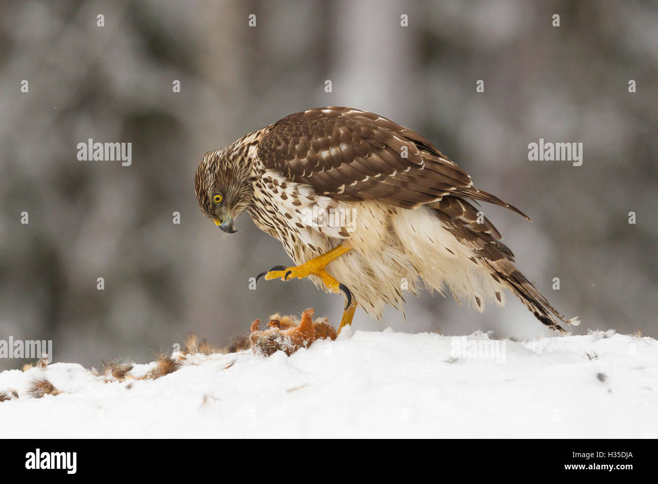 Juvenile goshawk about to use its large talons to hold down a red ...