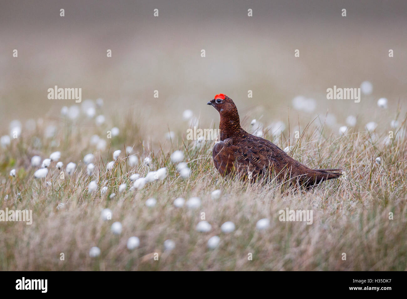 A male red grouse (Lagopus lagopus) on the ground in North Yorkshire ...