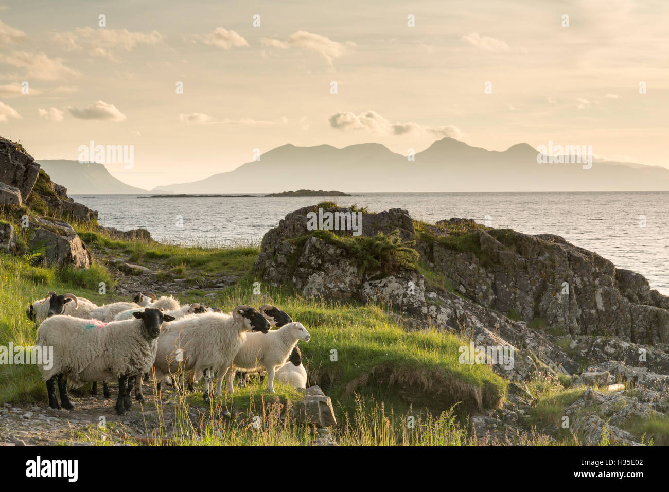 Sheep on beach hi-res stock photography and images - Alamy