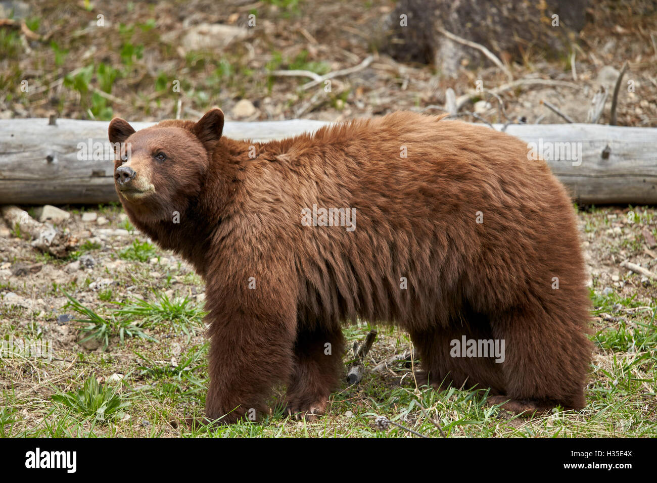 Cinnamon black bear (Ursus americanus), Yellowstone National Park, Wyoming, USA Stock Photo - Alamy
