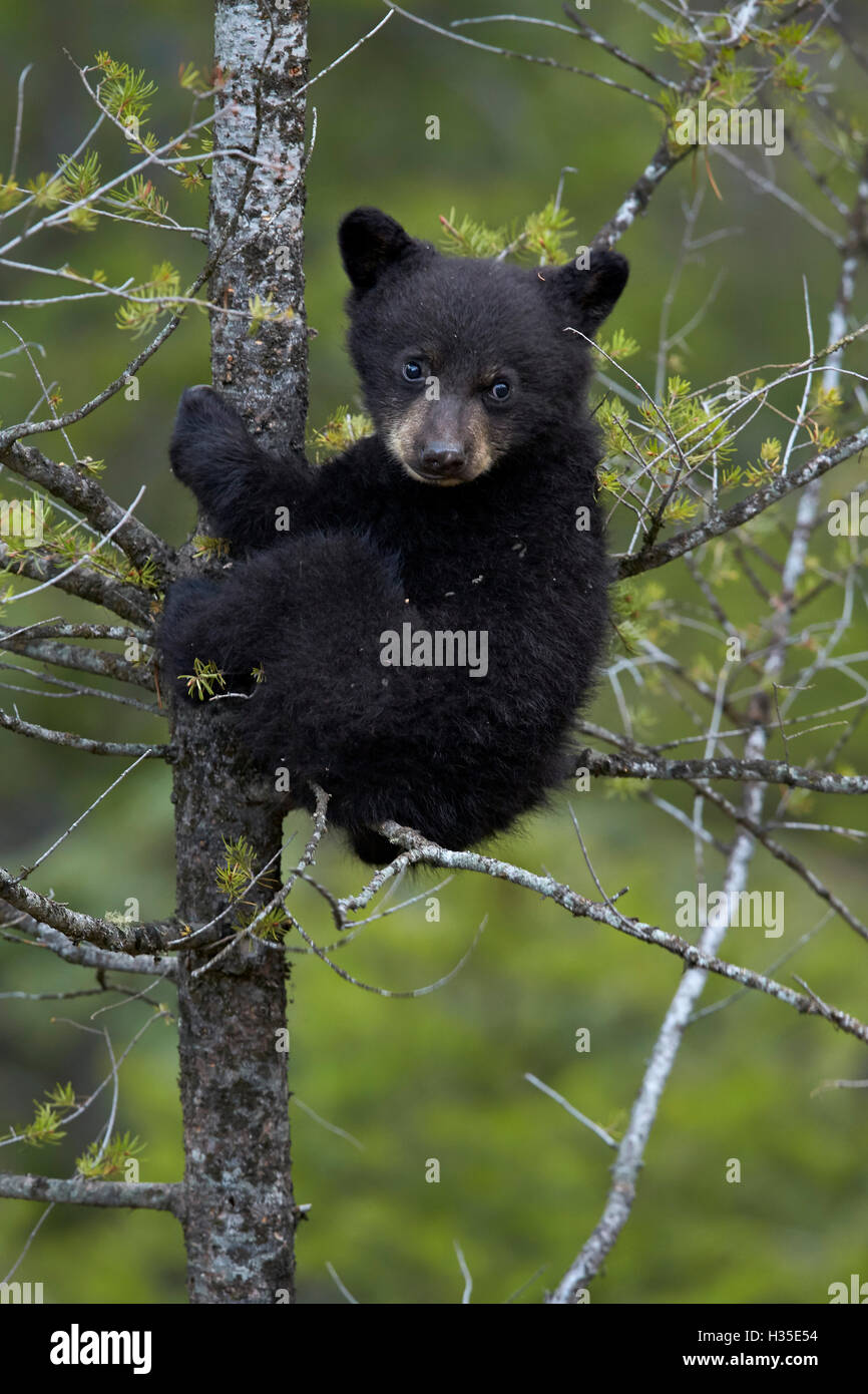 Black bear (Ursus americanus) cub of the year or spring cub in a tree ...