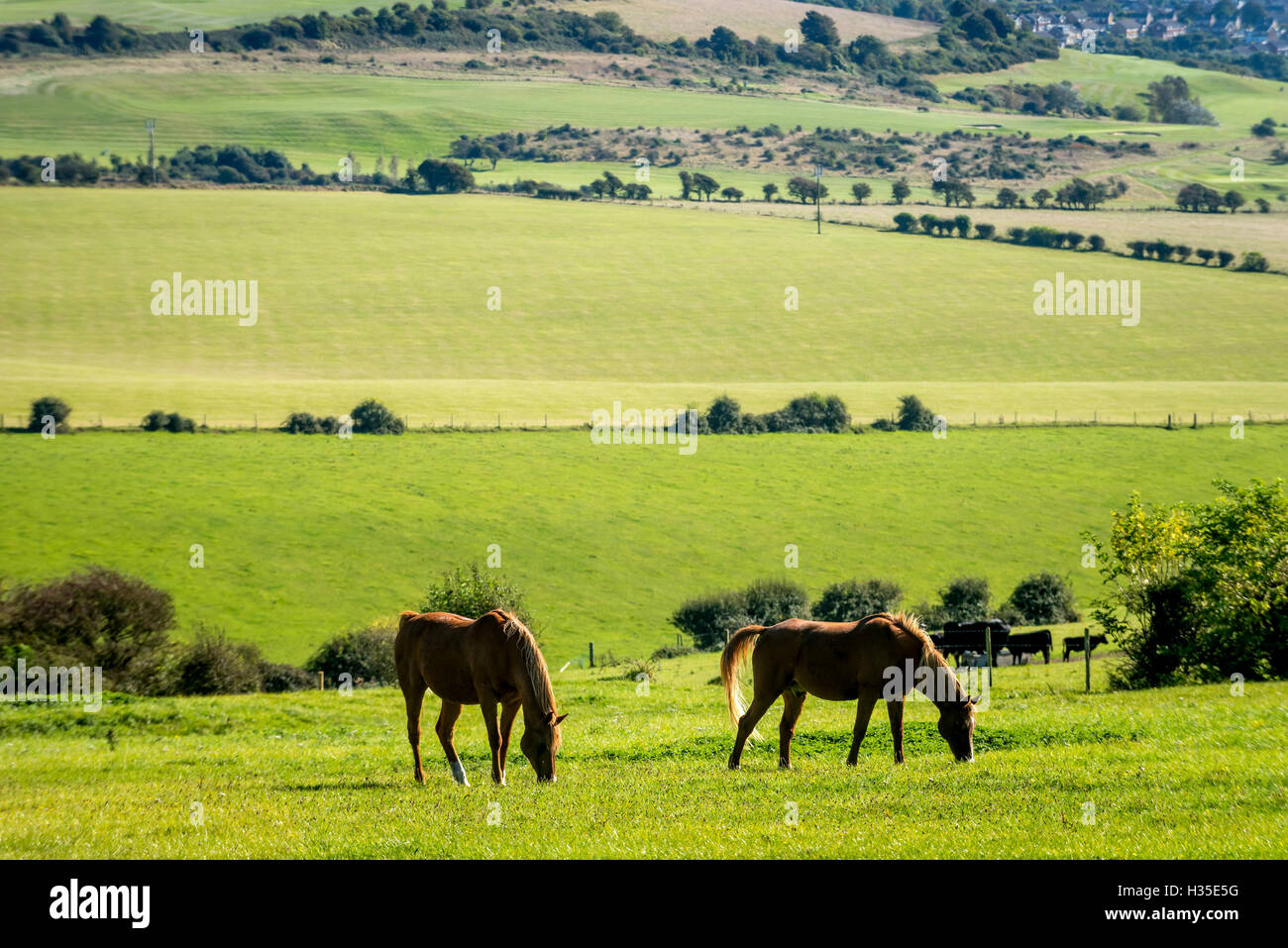 Horses enjoy the clement weather on the South Downs in Sussex Stock ...