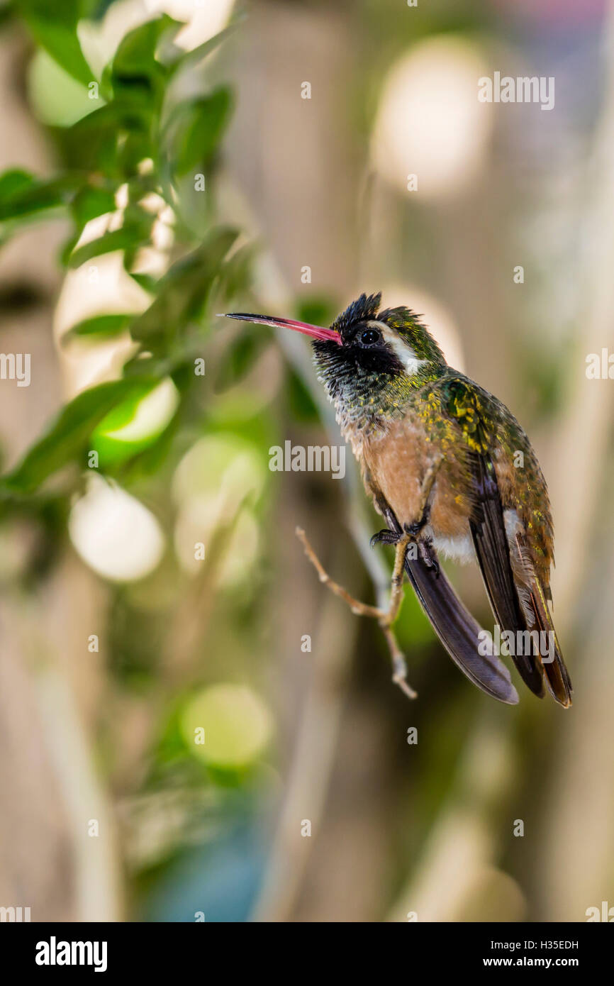 Xantus Hummingbird