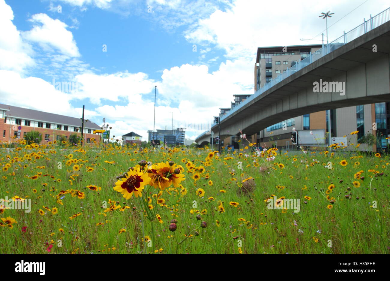 A beautiful urban wildflower meadow on Park Square roundabout in ...
