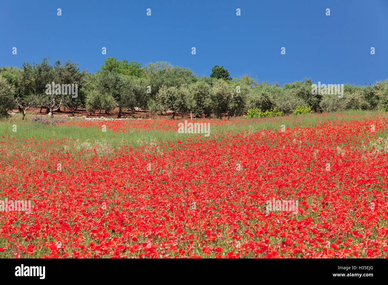 Field of poppies and olive trees, Valle d'Itria, Bari district, Puglia ...