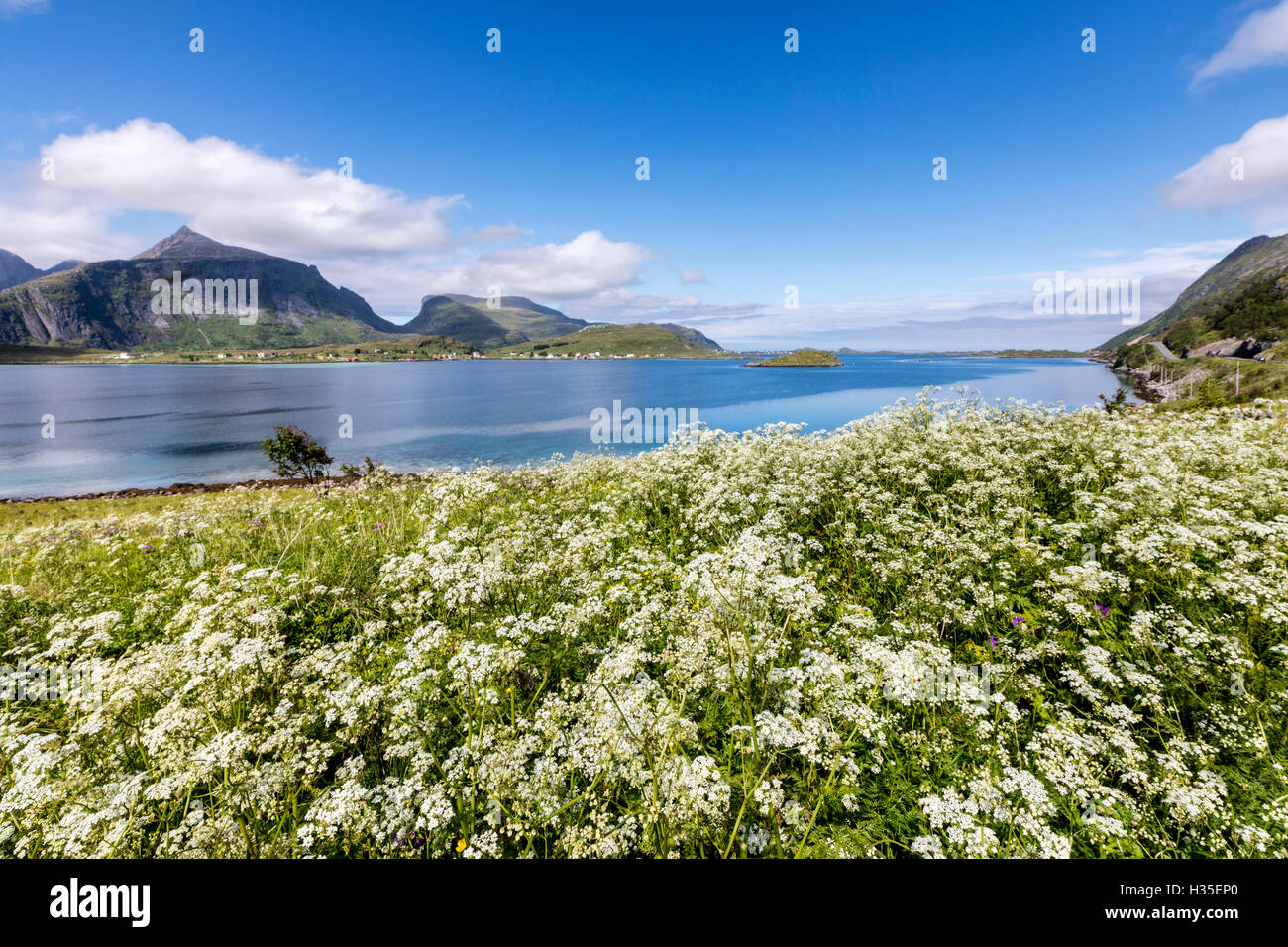 Summer flowers framed by clear water, Fredvang, Flakstad municipality ...