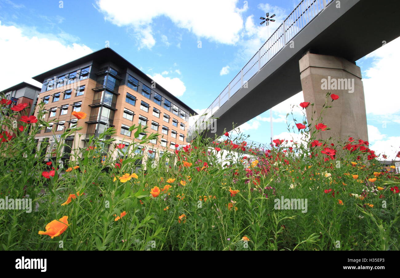 A beautiful urban wildflower meadow on Park Square roundabout in the ...