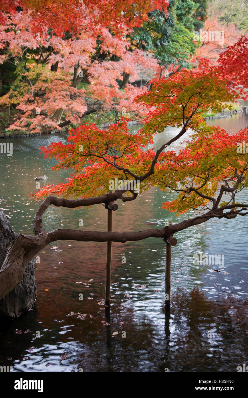 With slender limbs artfully braced for support, Japanese maple trees in ...