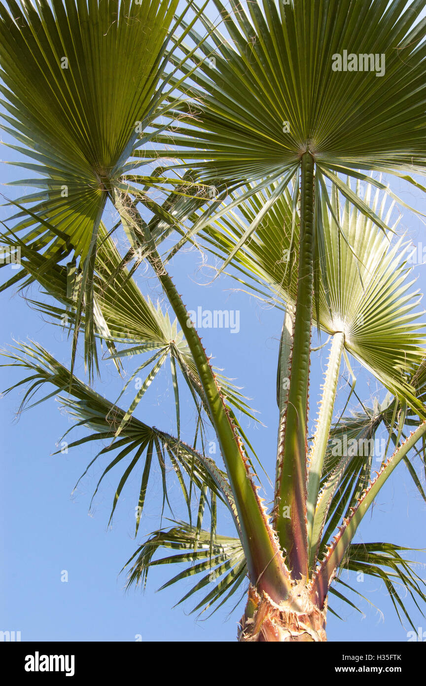 Washingtonia filifera palm tree with blue sky background Stock Photo ...