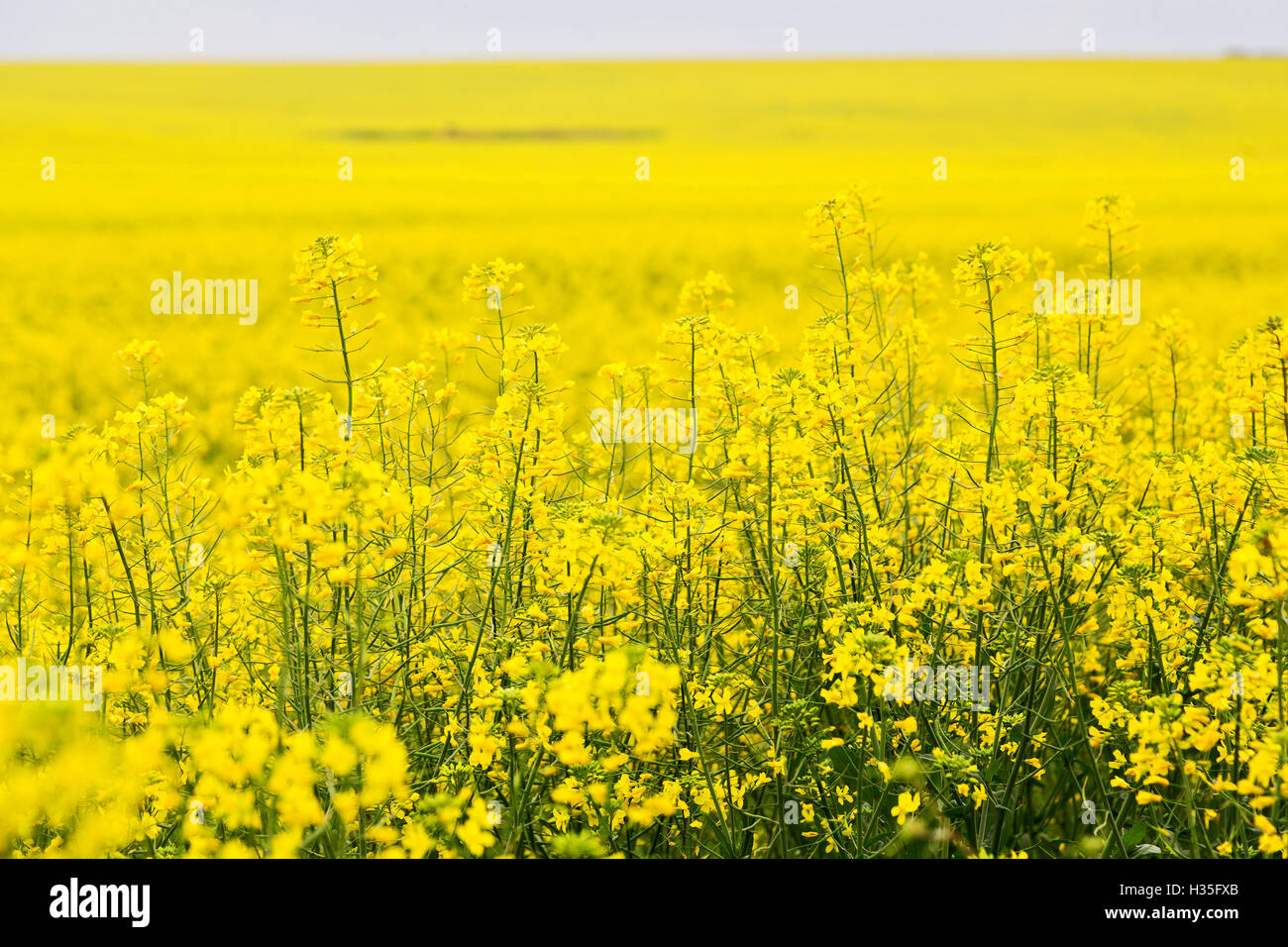 in south africa close up of the colza yellow field like texture ...